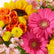 Florist Original Mixed Bouquet – flower arrangement | Lubbock, TX ...